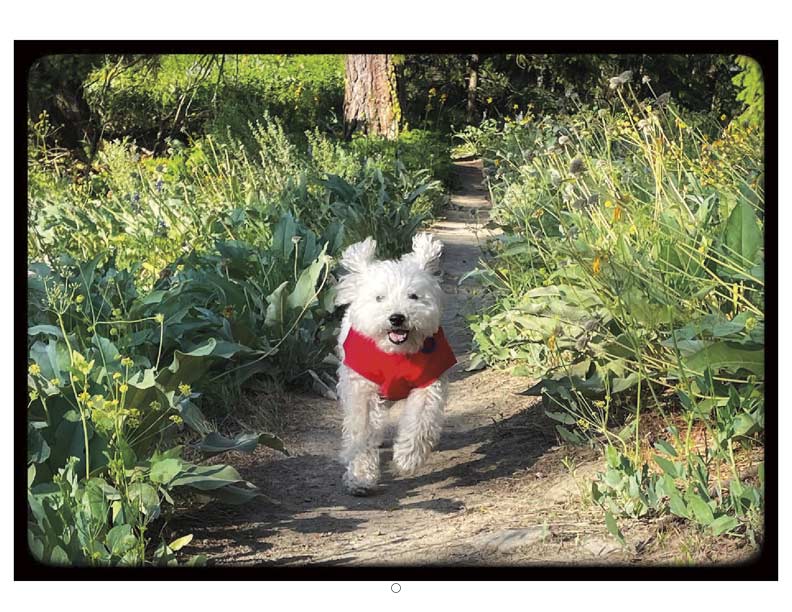 Largent the Adventure Dog 2024 Calendar - Yearbox Calendars