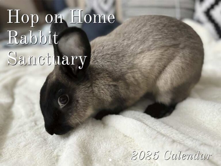 All 4 Paws Rescue 2024 Calendar - Yearbox Calendars