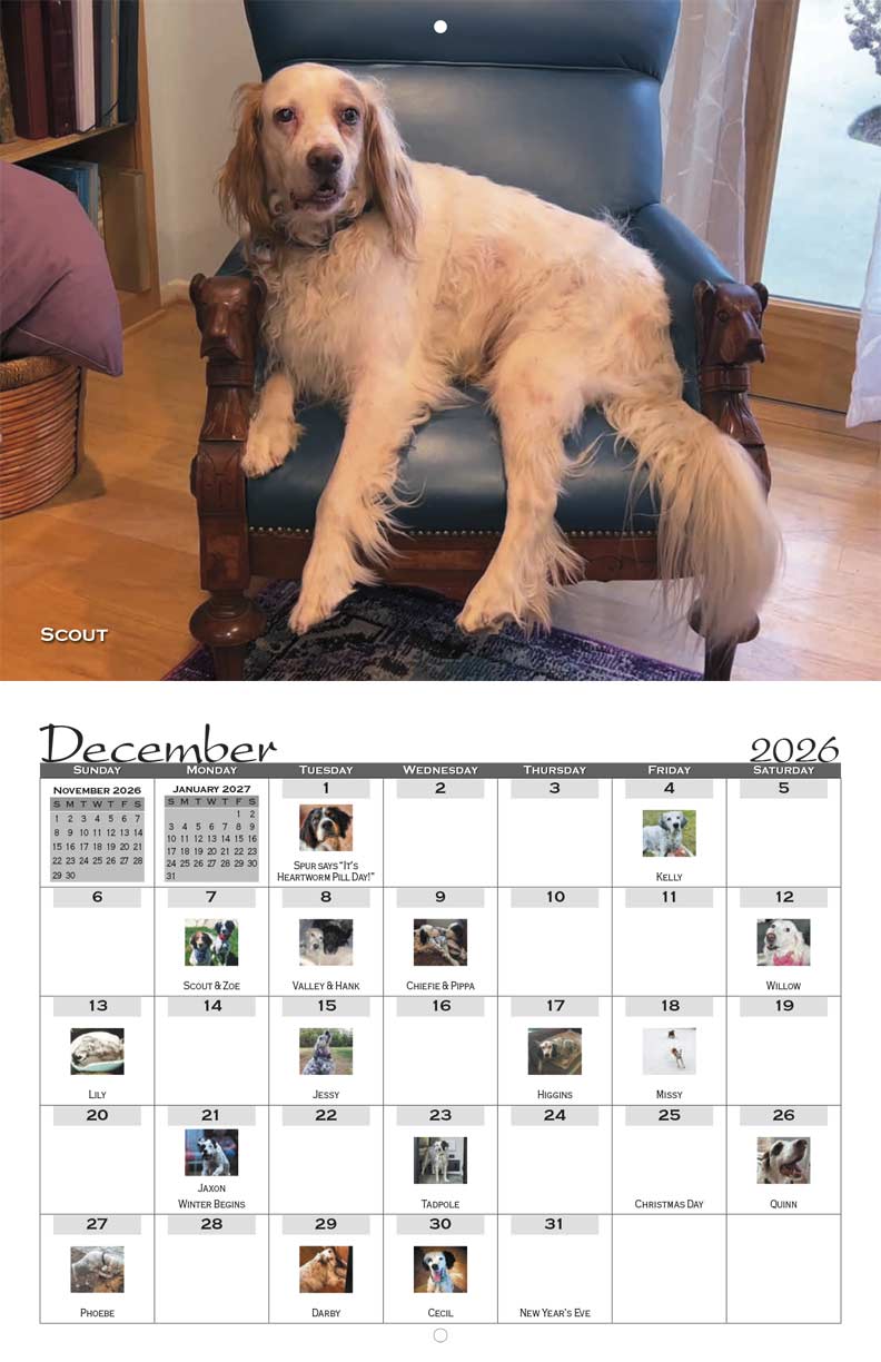 SW English Setter Rescue 2026 Calendar - Yearbox Calendars