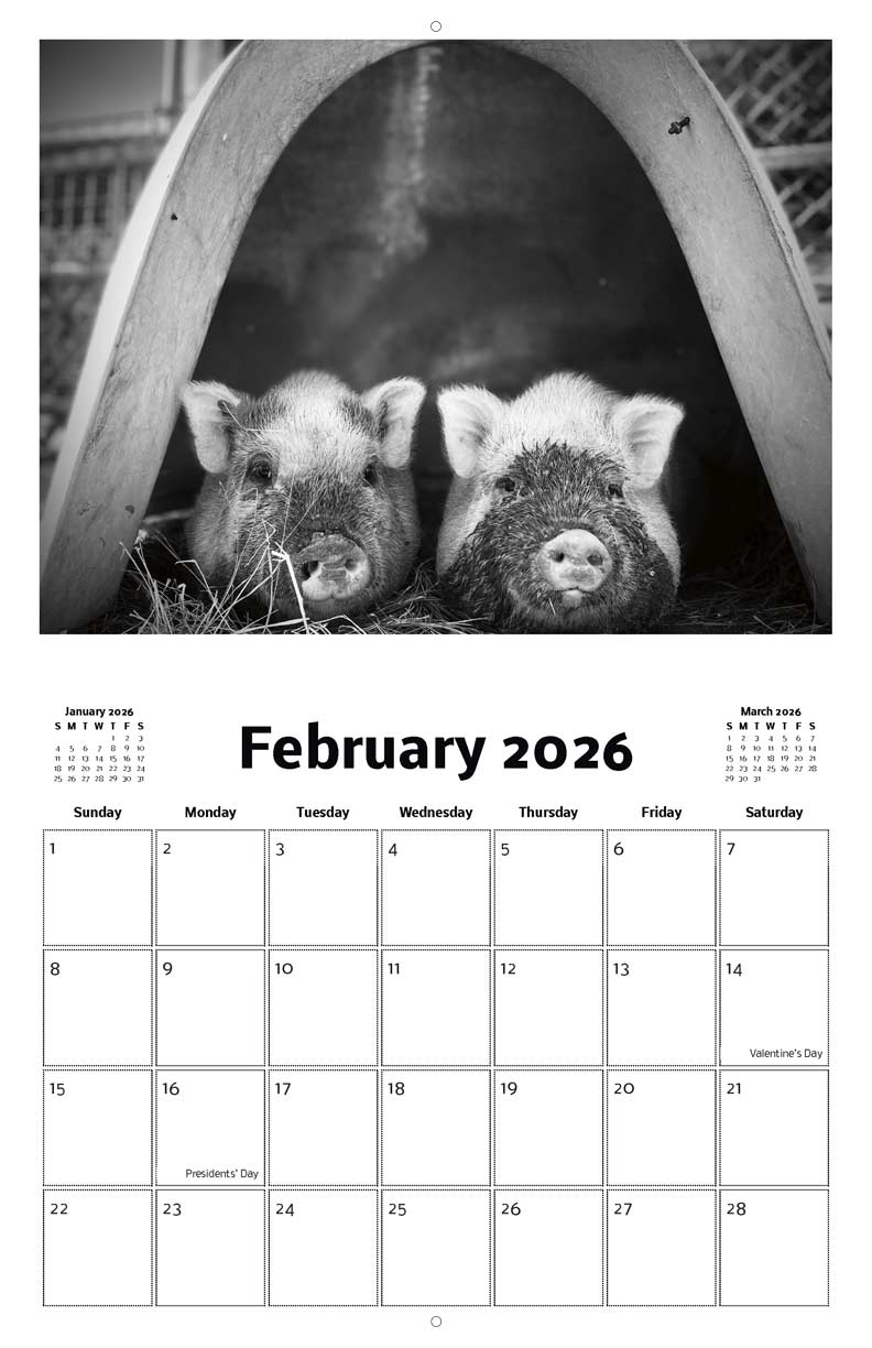 Little Bitty Animal Sanctuary 2026 Calendar - Yearbox Calendars